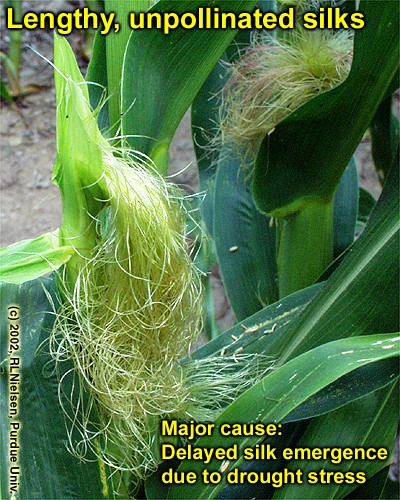 Corn Development Stages- R1 (Silking) - Agronomy4future