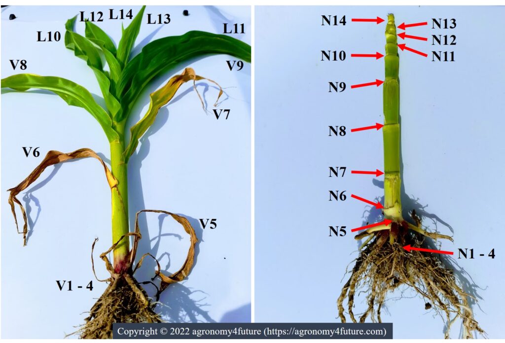 Different developmental stage of corn ear - AGRONOMY4FUTURE