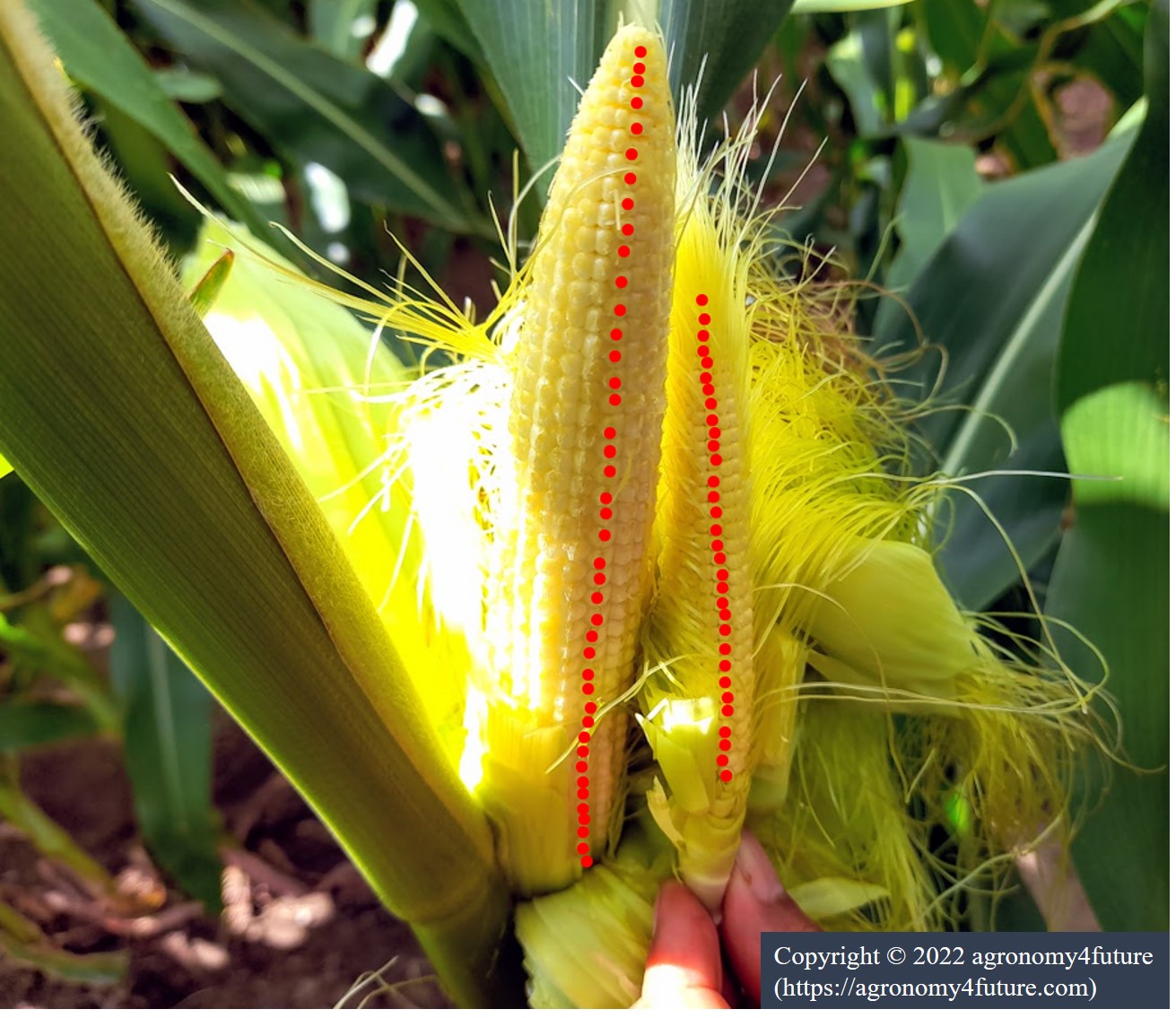Different developmental stage of corn ear - AGRONOMY4FUTURE