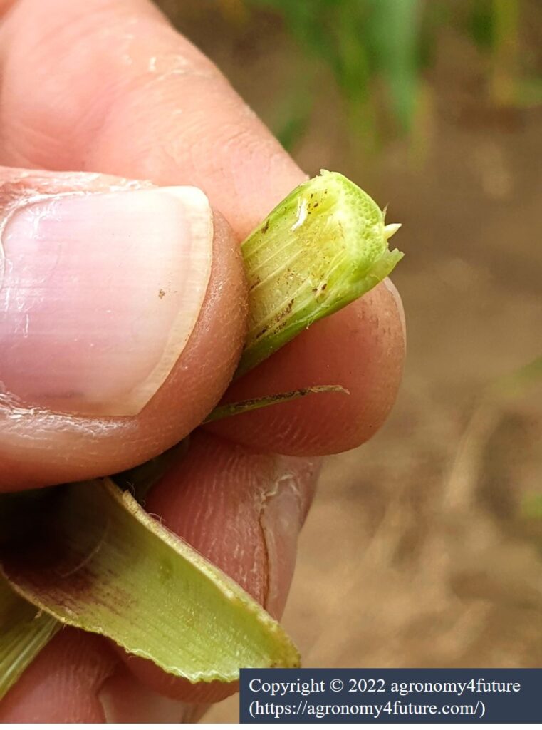 Different developmental stage of corn ear - AGRONOMY4FUTURE