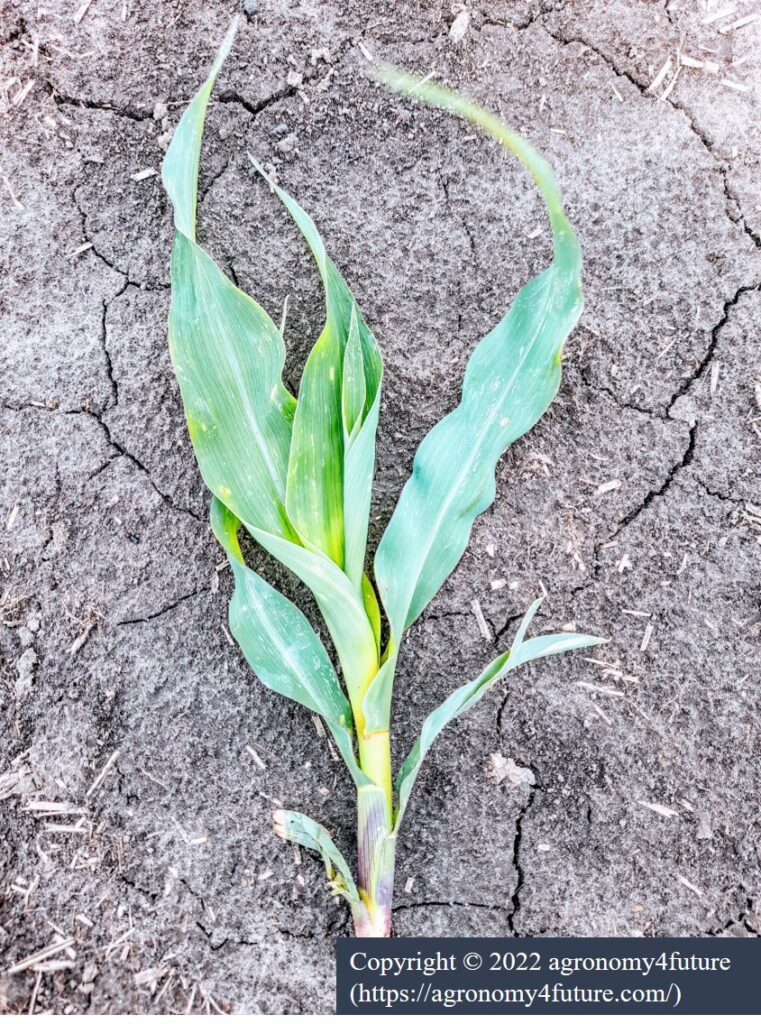 Different developmental stage of corn ear - AGRONOMY4FUTURE