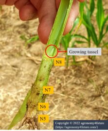 Different developmental stage of corn ear - AGRONOMY4FUTURE