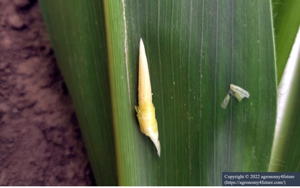 Different developmental stage of corn ear - AGRONOMY4FUTURE