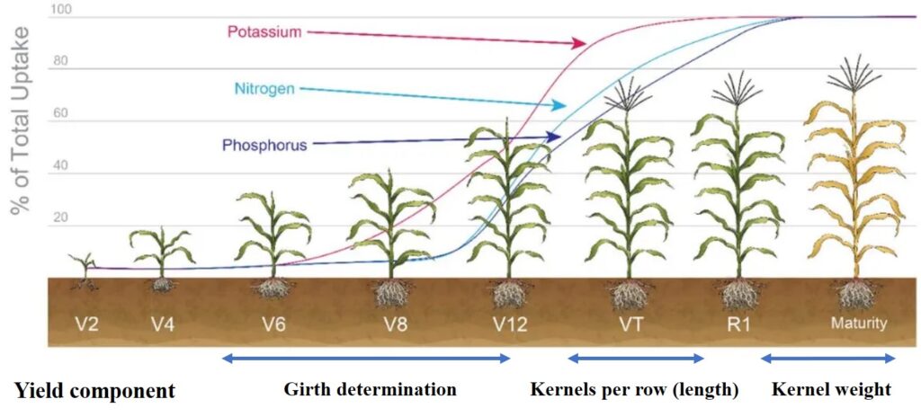 Corn Development Stages- R2 (Blister) - AGRONOMY4FUTURE