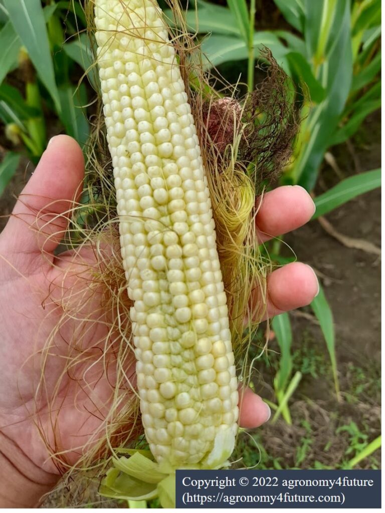 Corn Development Stages- R2 (Blister) - AGRONOMY4FUTURE