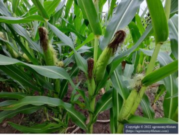 Corn Development Stages- R2 (Blister) - AGRONOMY4FUTURE