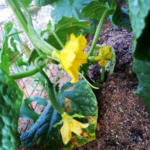 Sexual Classification of Plants - Agronomy4future