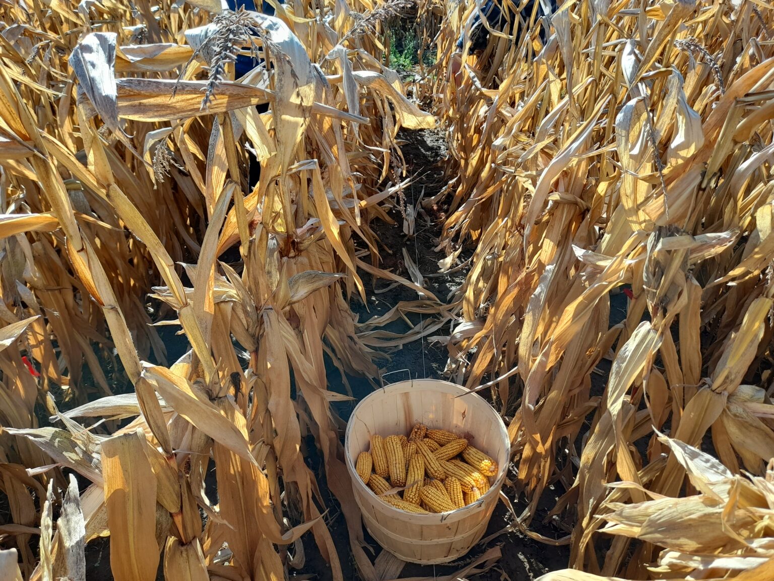 Method for Calculating Corn Yield (Mg/ha) from Experimental Field Data ...