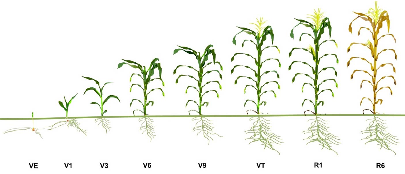Corn growing stage: V6 - V8 - AGRONOMY4FUTURE