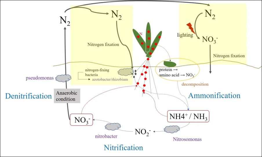 [Agronomy article] Why Crops Cannot Directly Utilize Atmospheric ...