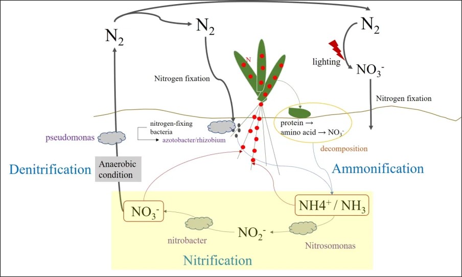 [Agronomy article] Why Crops Cannot Directly Utilize Atmospheric ...