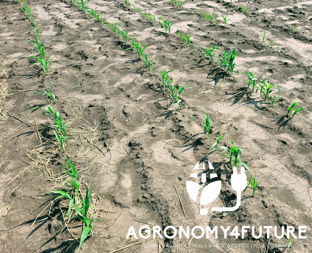 Sorghum Development: Insights into Each Growing Phase - AGRONOMY4FUTURE