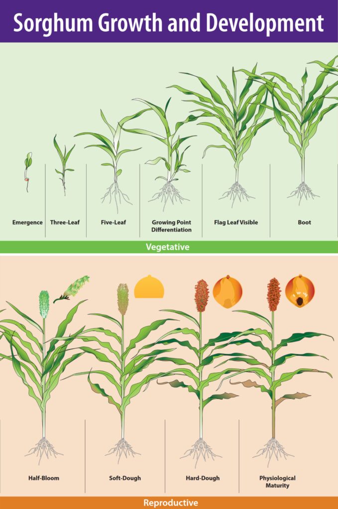 Sorghum Development: Insights into Each Growing Phase - AGRONOMY4FUTURE
