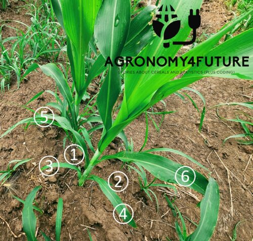 Sorghum Development: Insights into Each Growing Phase - AGRONOMY4FUTURE