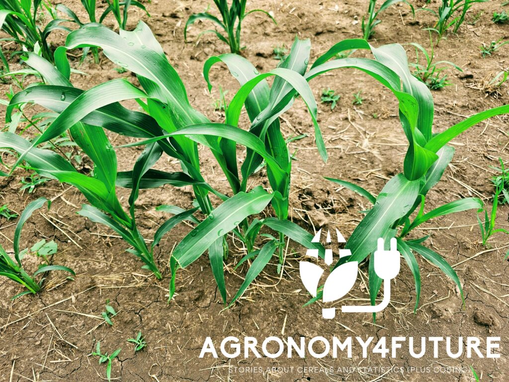 Sorghum Development: Insights into Each Growing Phase - AGRONOMY4FUTURE