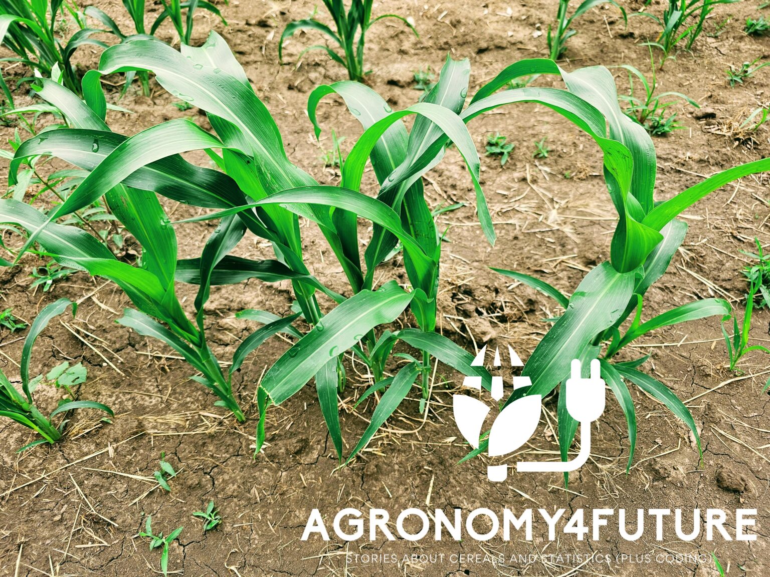 Sorghum Development: Insights into Each Growing Phase - AGRONOMY4FUTURE