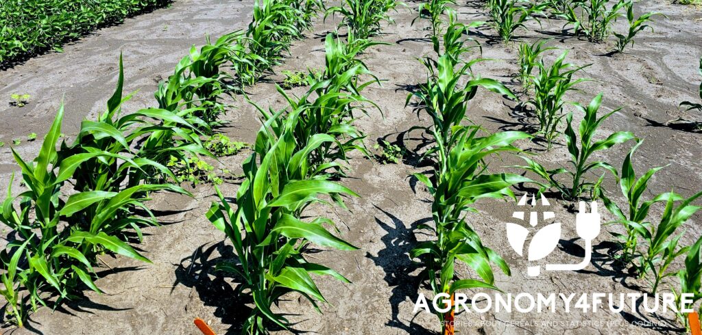 Sorghum Development: Insights into Each Growing Phase - AGRONOMY4FUTURE