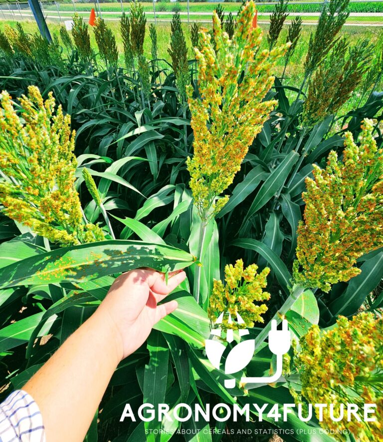 Sorghum Development: Insights into Each Growing Phase - AGRONOMY4FUTURE