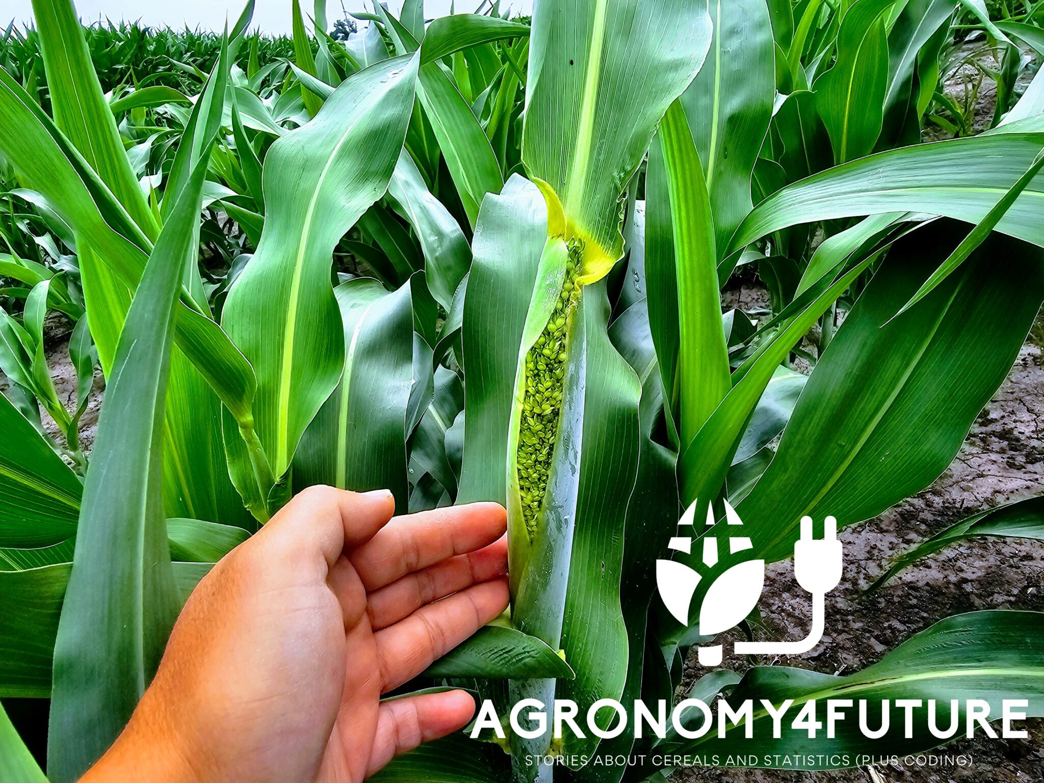 Sorghum Development: Insights into Each Growing Phase - AGRONOMY4FUTURE
