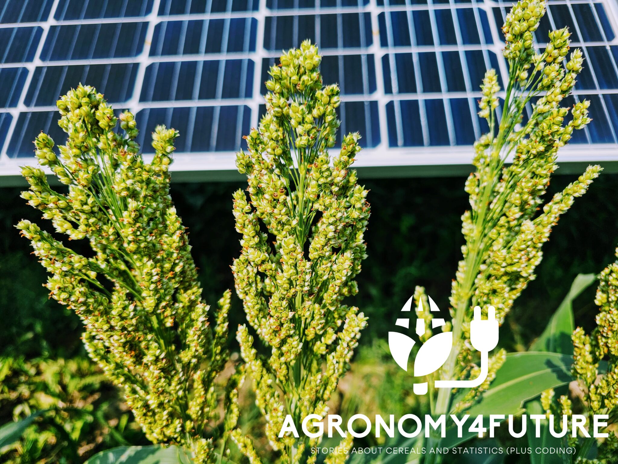 Sorghum Development: Insights into Each Growing Phase - AGRONOMY4FUTURE