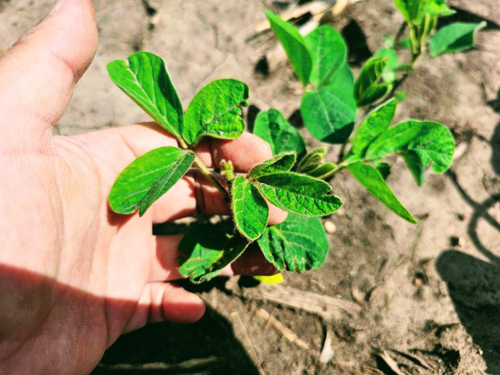 How to identify soybean vegetative growth stages? - AGRONOMY4FUTURE